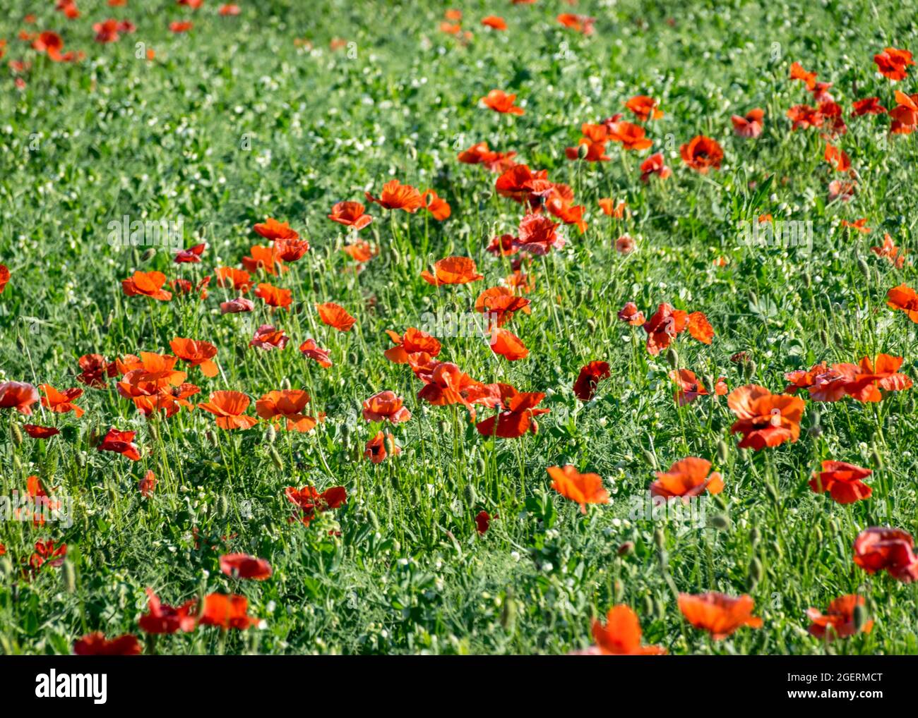 sunny summer landscape with red poppy field, wallpaper, poppy flower ...
