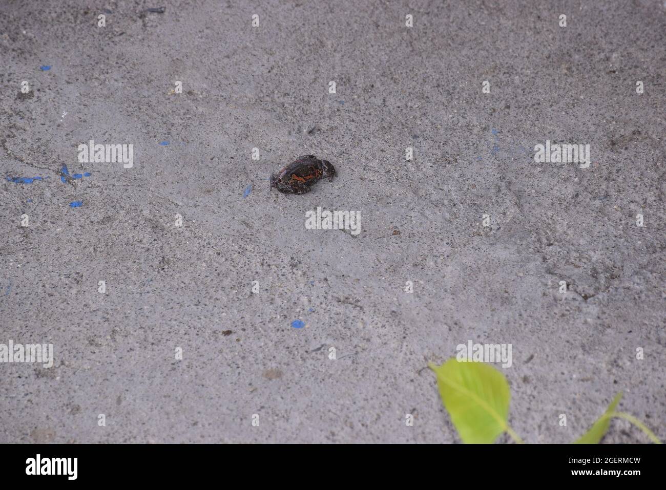Snake bite hi-res stock photography and images - Alamy