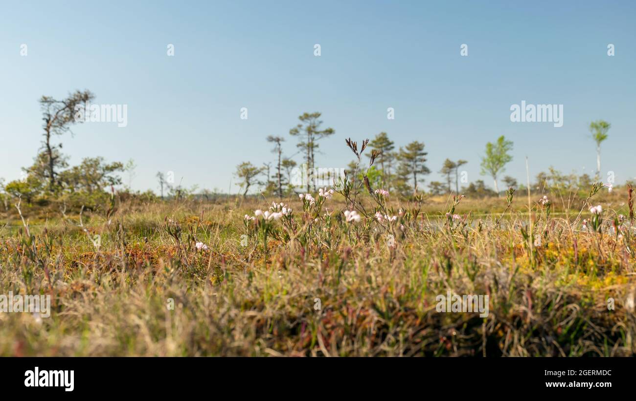 traditional bog plants, moss, lichens close-up, bog background, swamp ...
