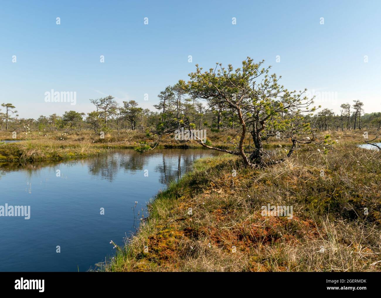 beautiful swamp landscape with blue sky and water, traditional swamp ...