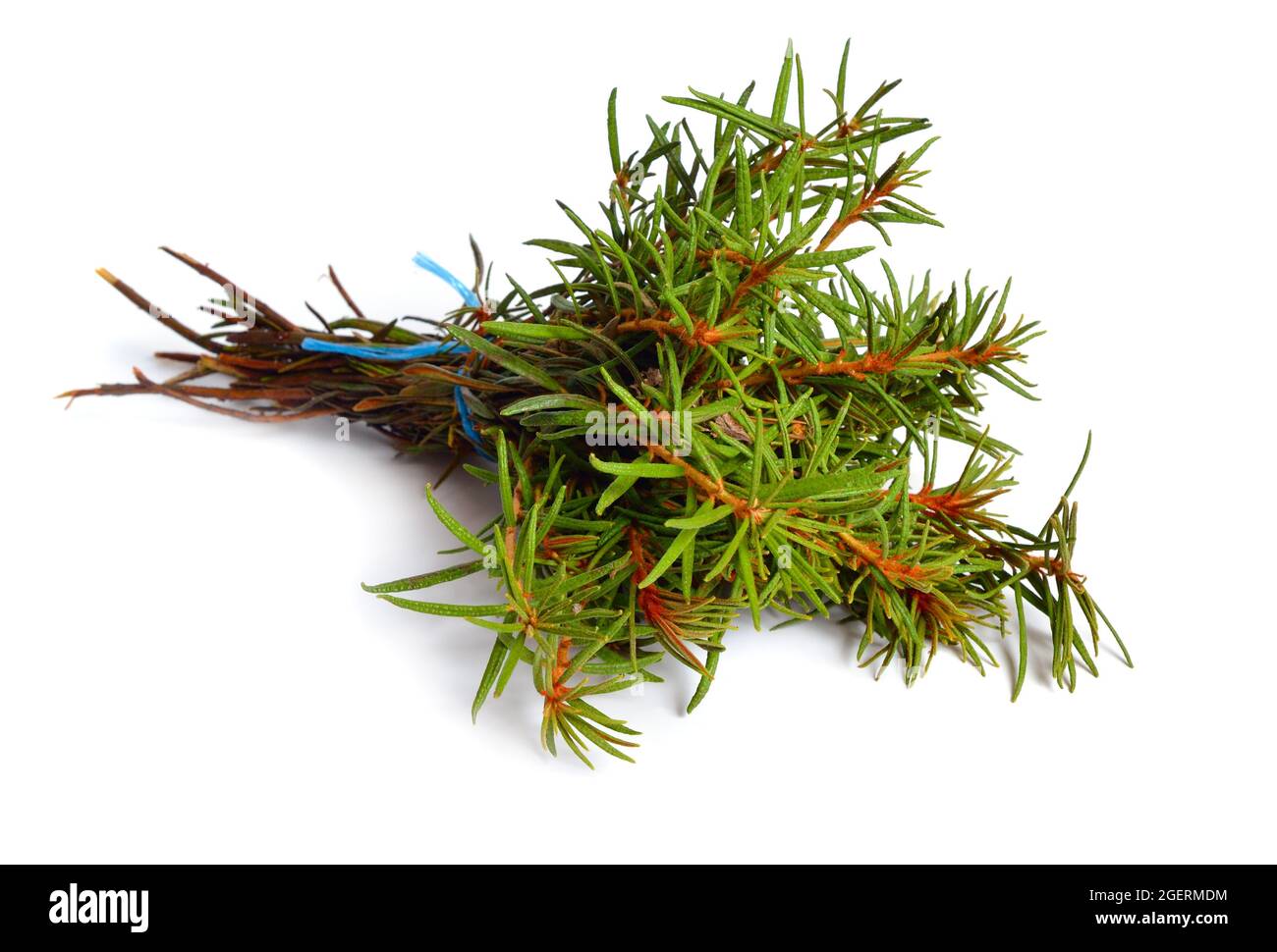 Marsh labrador tea hi-res stock photography and images - Alamy