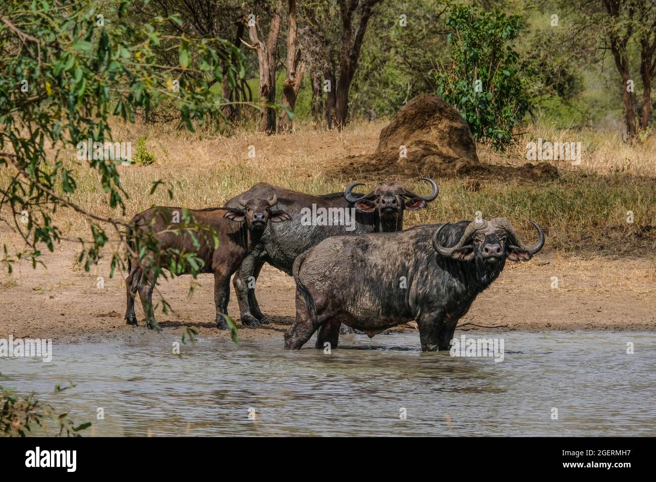 Group of black african farmers hi-res stock photography and images - Alamy
