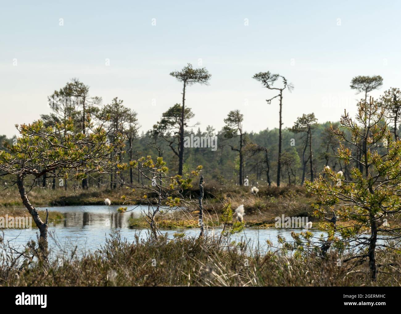 beautiful swamp landscape with blue sky and water, traditional swamp ...