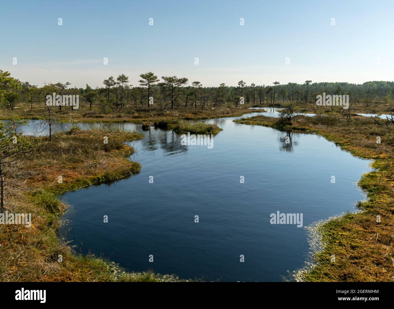 beautiful swamp landscape with blue sky and water, traditional swamp ...