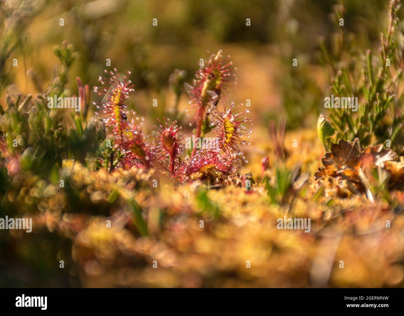 traditional bog plants, moss, lichens close-up, bog background, swamp ...