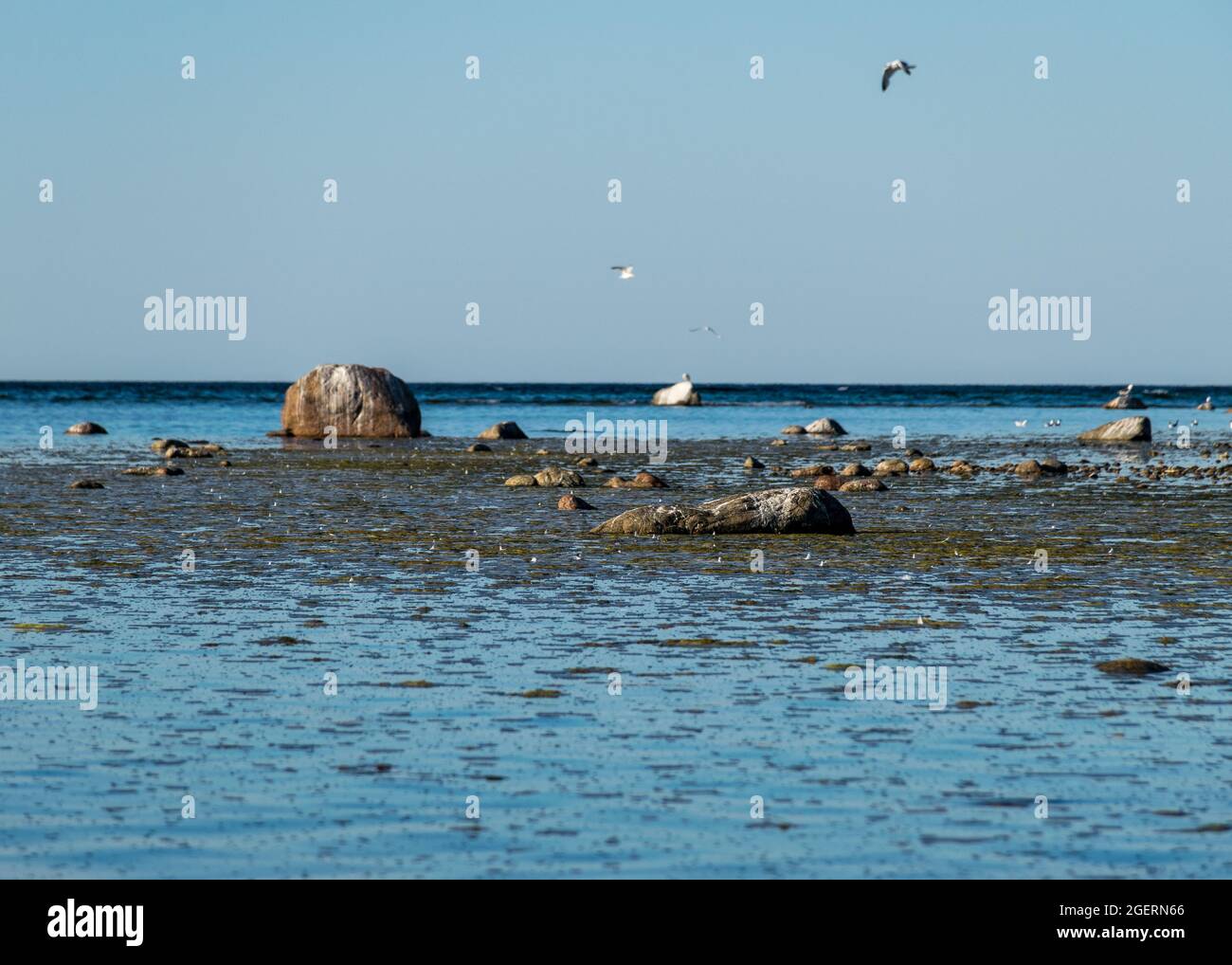 beautiful and picturesque Baltic Sea coast with boulders, Saaremaa ...