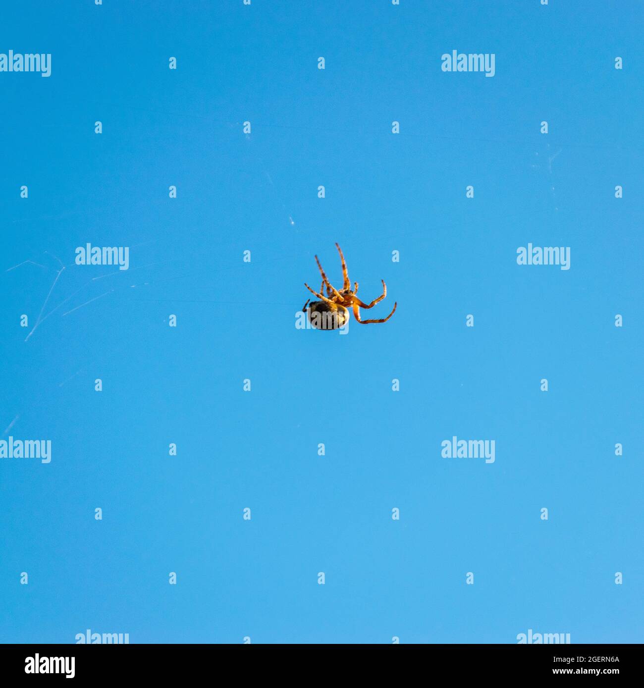 photography with a spider on a blue sky background Stock Photo - Alamy