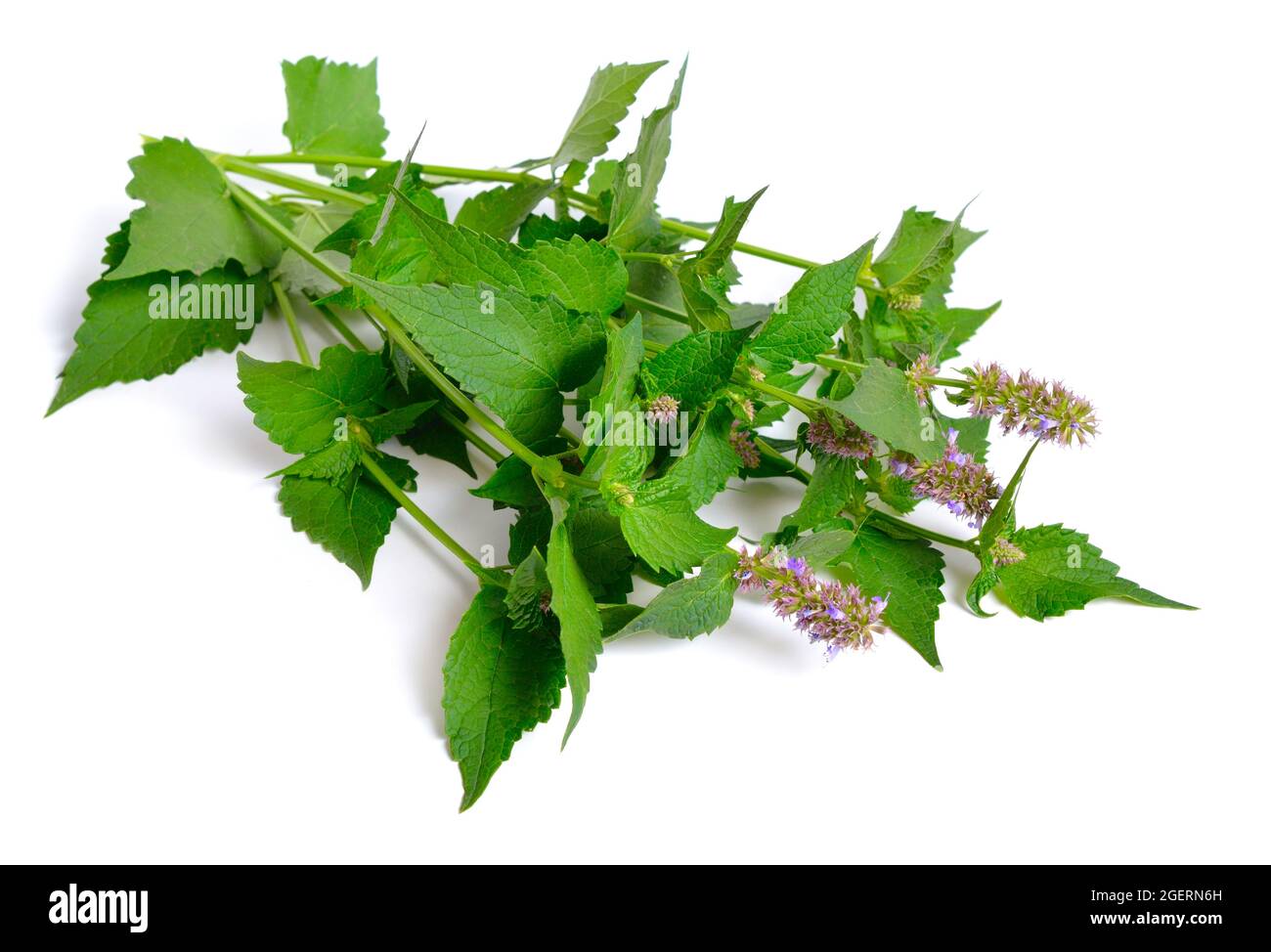 Agastache foeniculum, blue giant hyssop, Agastache anethiodora ...