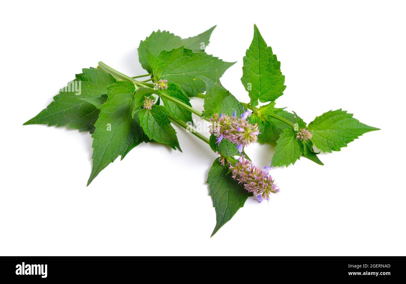 Agastache foeniculum, blue giant hyssop, Agastache anethiodora ...