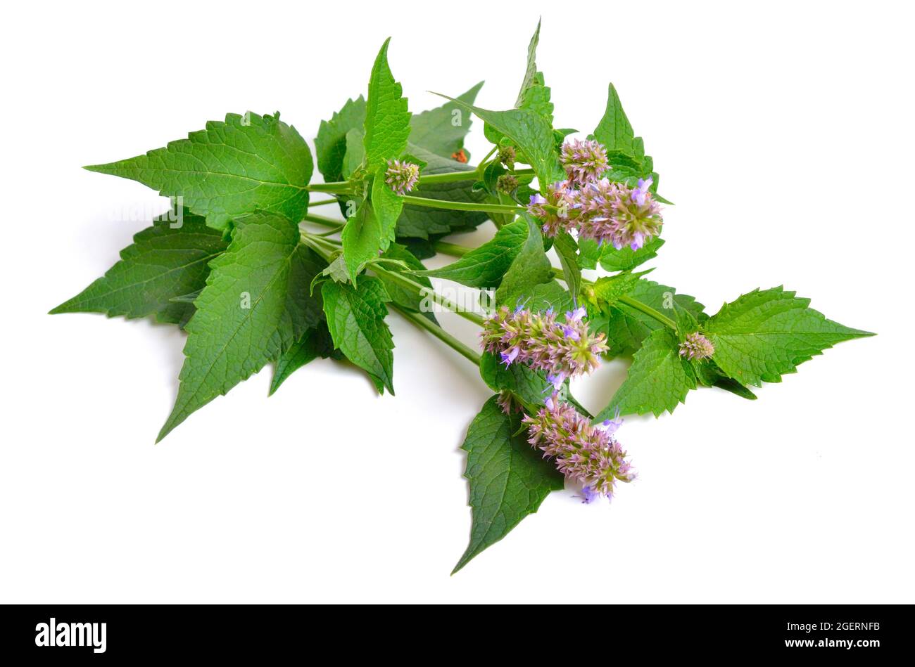Agastache foeniculum, blue giant hyssop, Agastache anethiodora ...