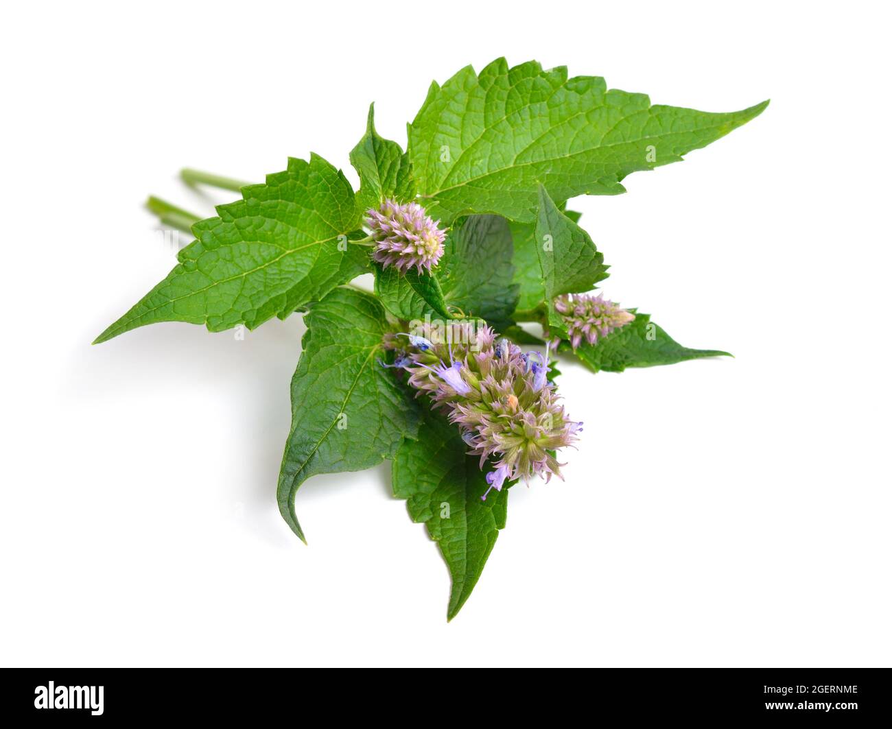 Agastache foeniculum Agastache anethiodora, anise hyssop blue giant ...