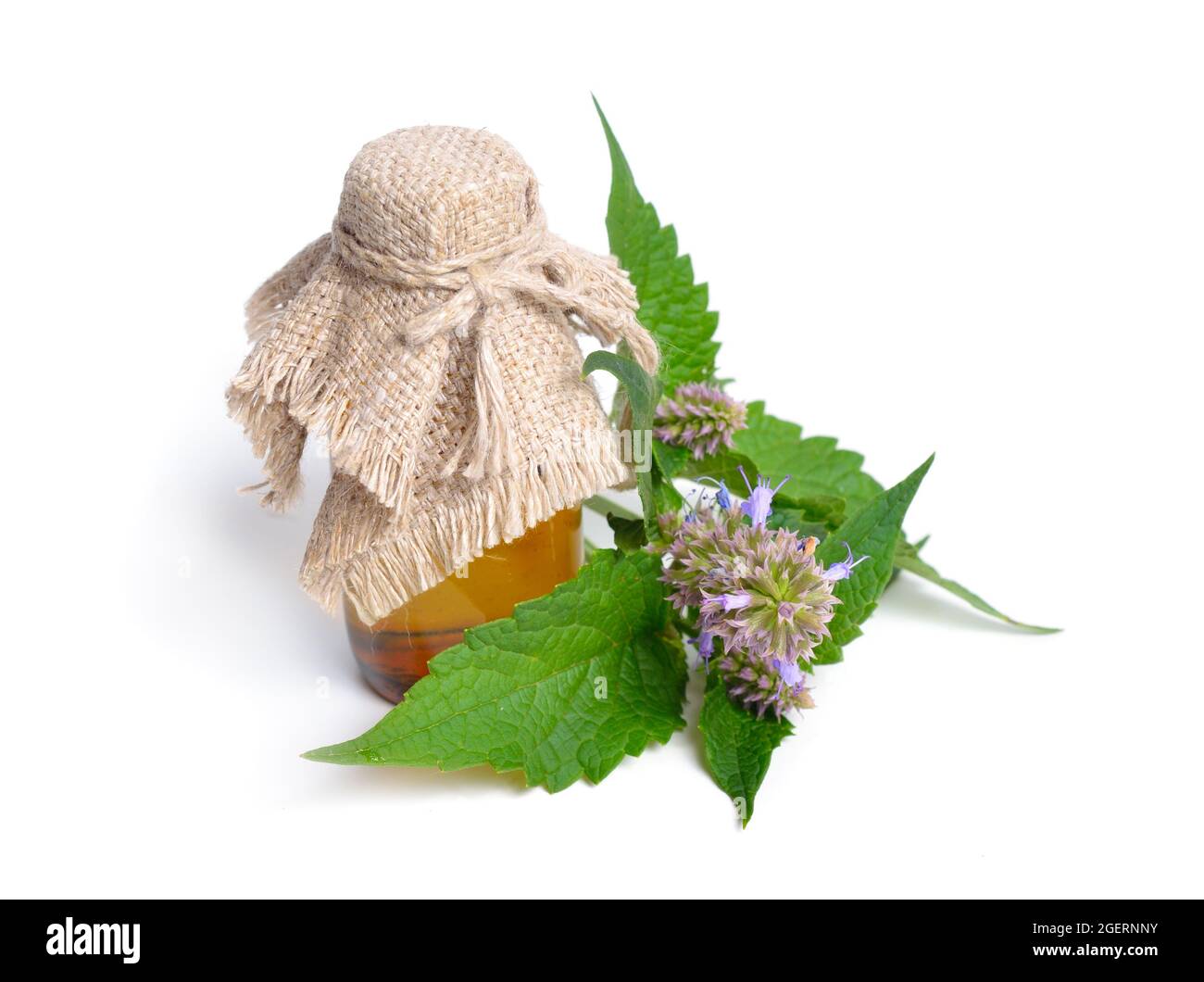 Agastache foeniculum, blue giant hyssop, Agastache anethiodora ...
