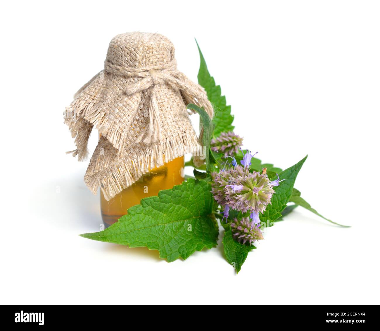 Agastache foeniculum Agastache anethiodora, anise hyssop blue giant ...
