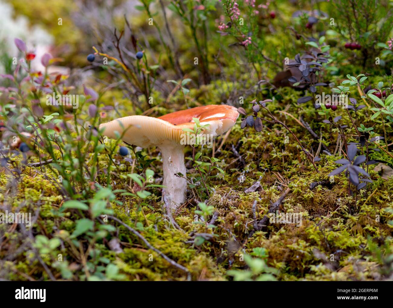 natural forest background, wild mushroom in the forest, traditional ...
