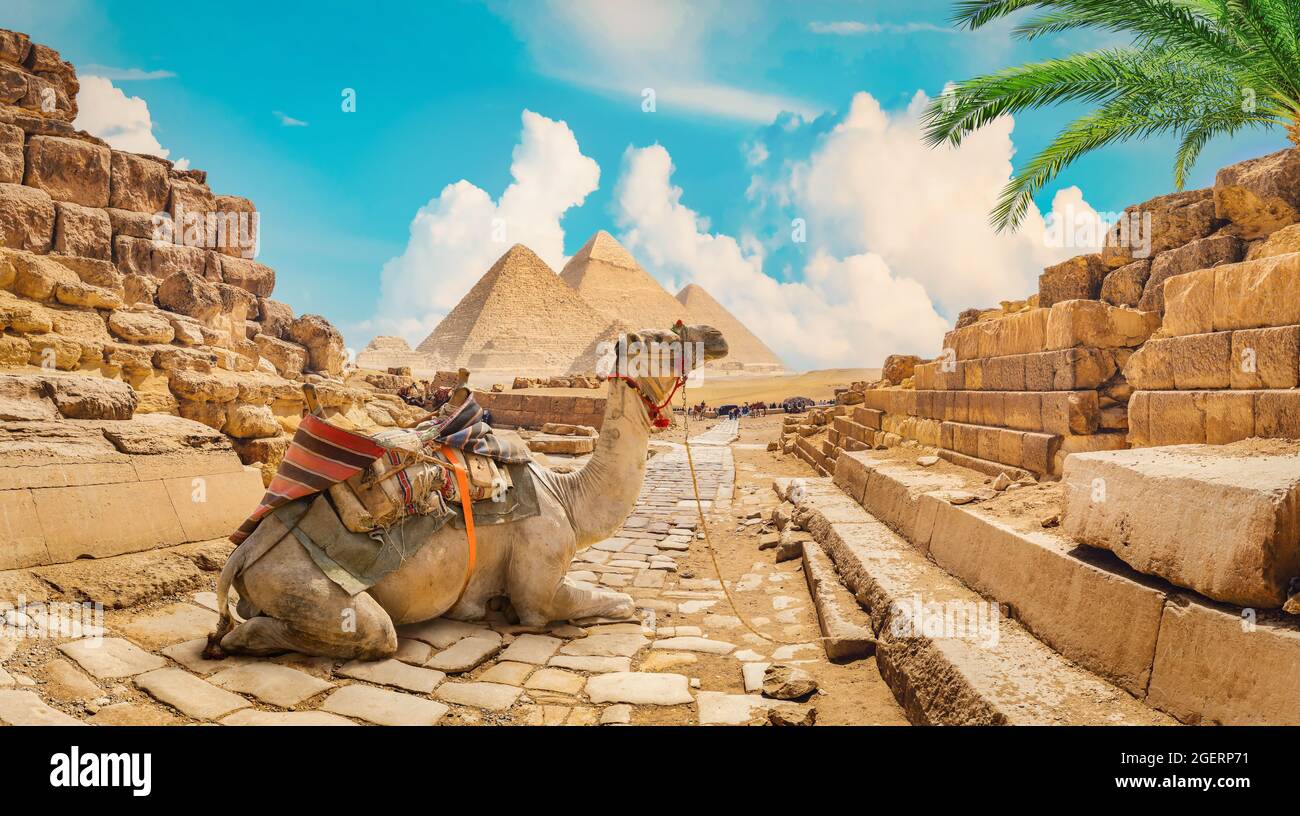 Camel near pyramids in hot desert of Egypt Stock Photo - Alamy