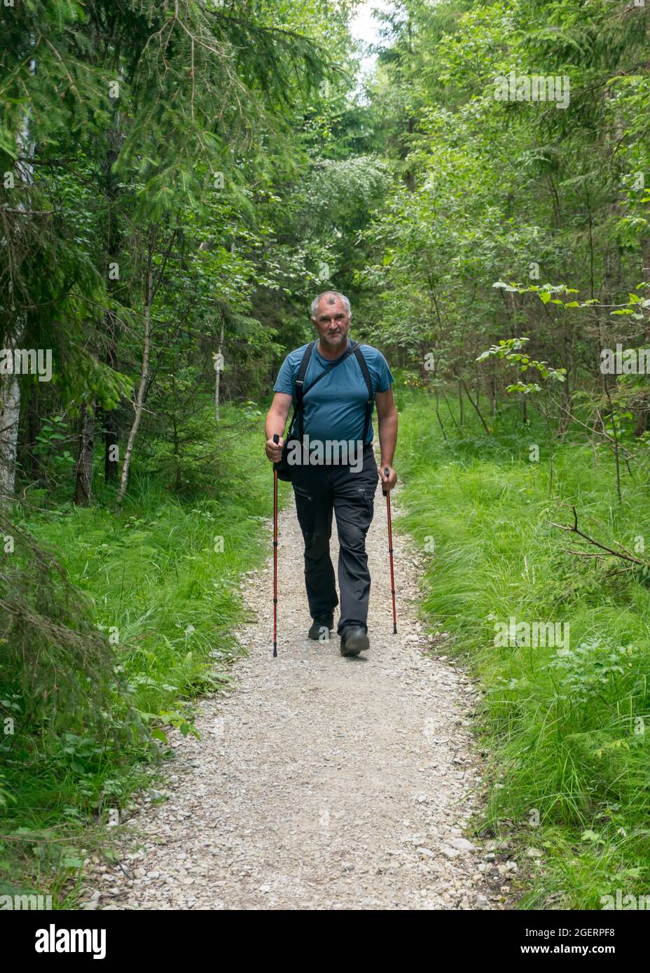 summer landscape with a man walking along a forest path, beautiful ...