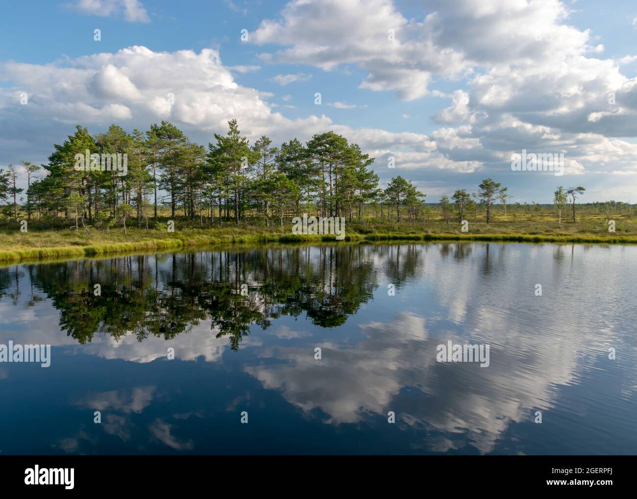 traditional bog landscape with blue swamp lake, gorgeous clouds, mire ...