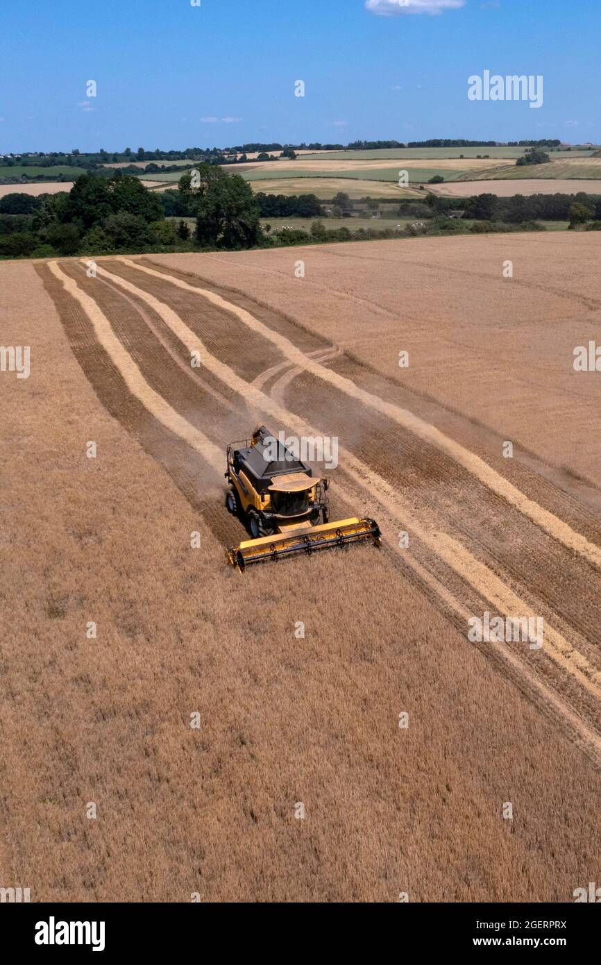 Combine Harvester wheat crop in english field, England Stock Photo - Alamy