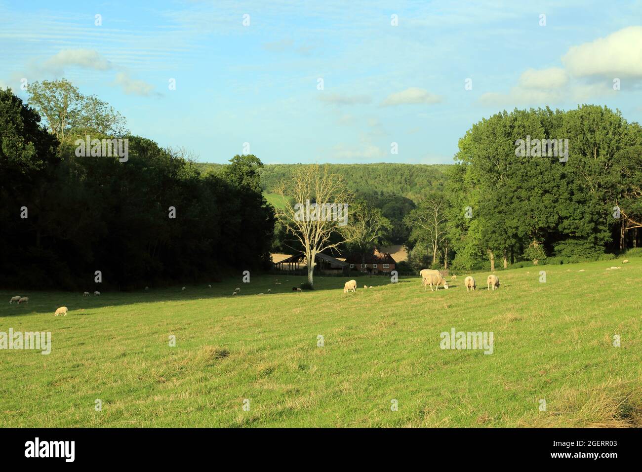 Field with sheep grazing at dusk near Church at Challock, Ashford, Kent ...