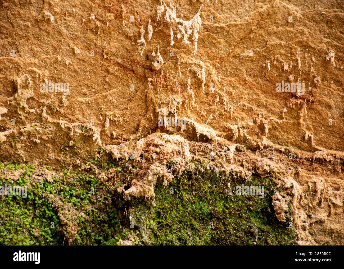 picture with abstract sandstone wall texture, sand, moss and lichen ...