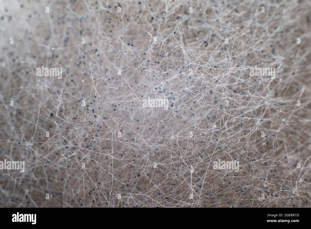 macro crystals and filaments of mold close-up Stock Photo - Alamy