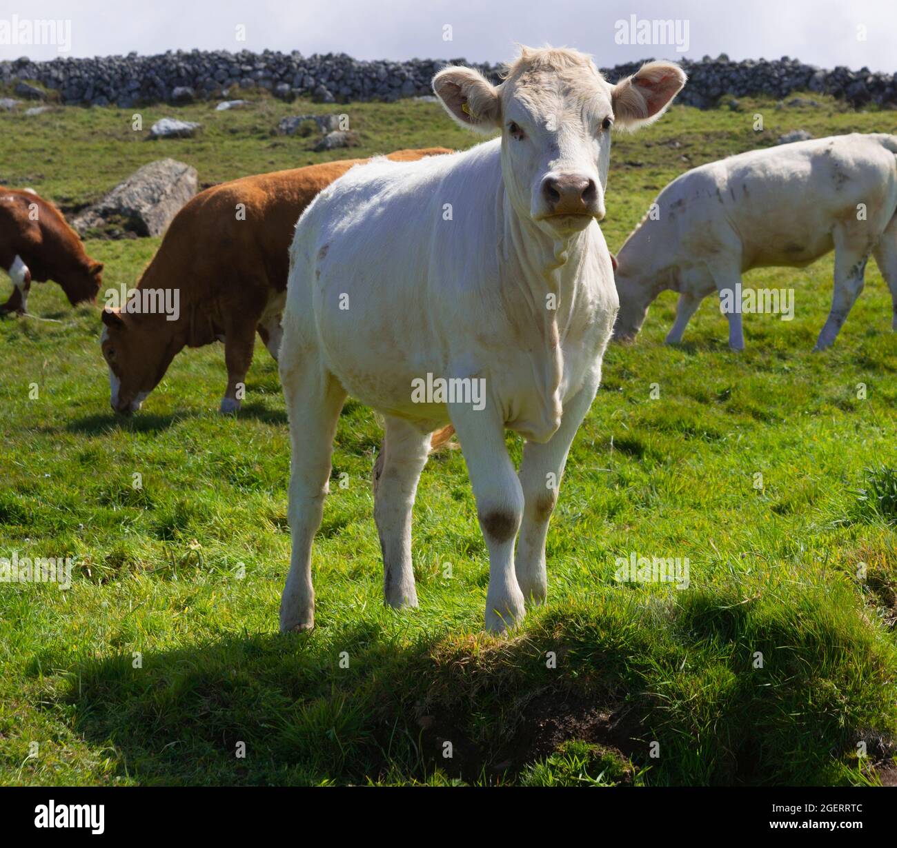 Portrait of a Cow Stock Photo - Alamy
