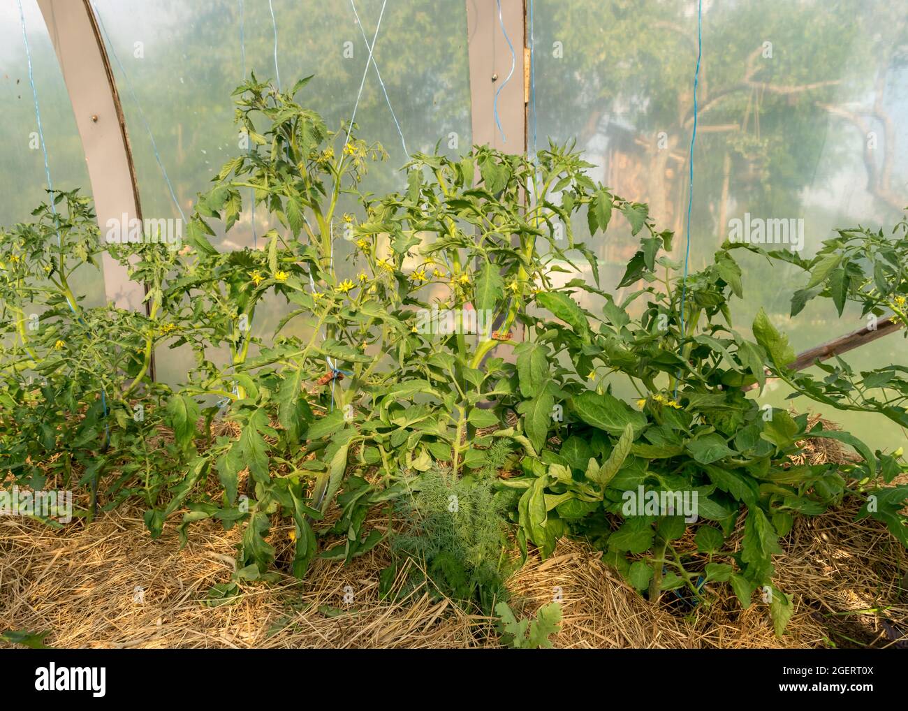 green and healthy tomato seedlings in a greenhouse, land mulched with hay, growing vegetables ...