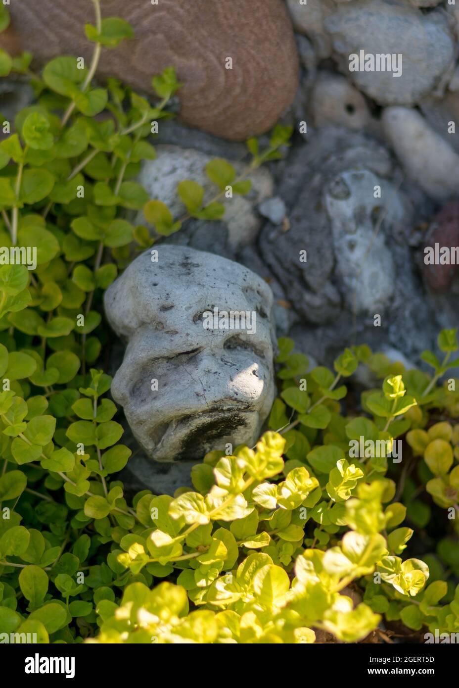 picture with a stone in green herbs, the stone looks like a human face ...