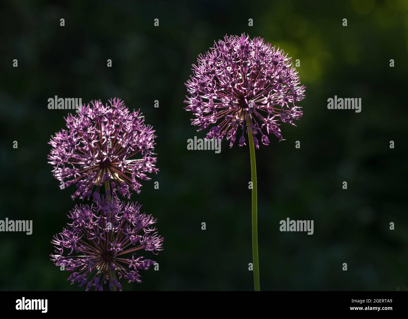 colorful purple bulb flowers in the backlight, beautiful round flower ...