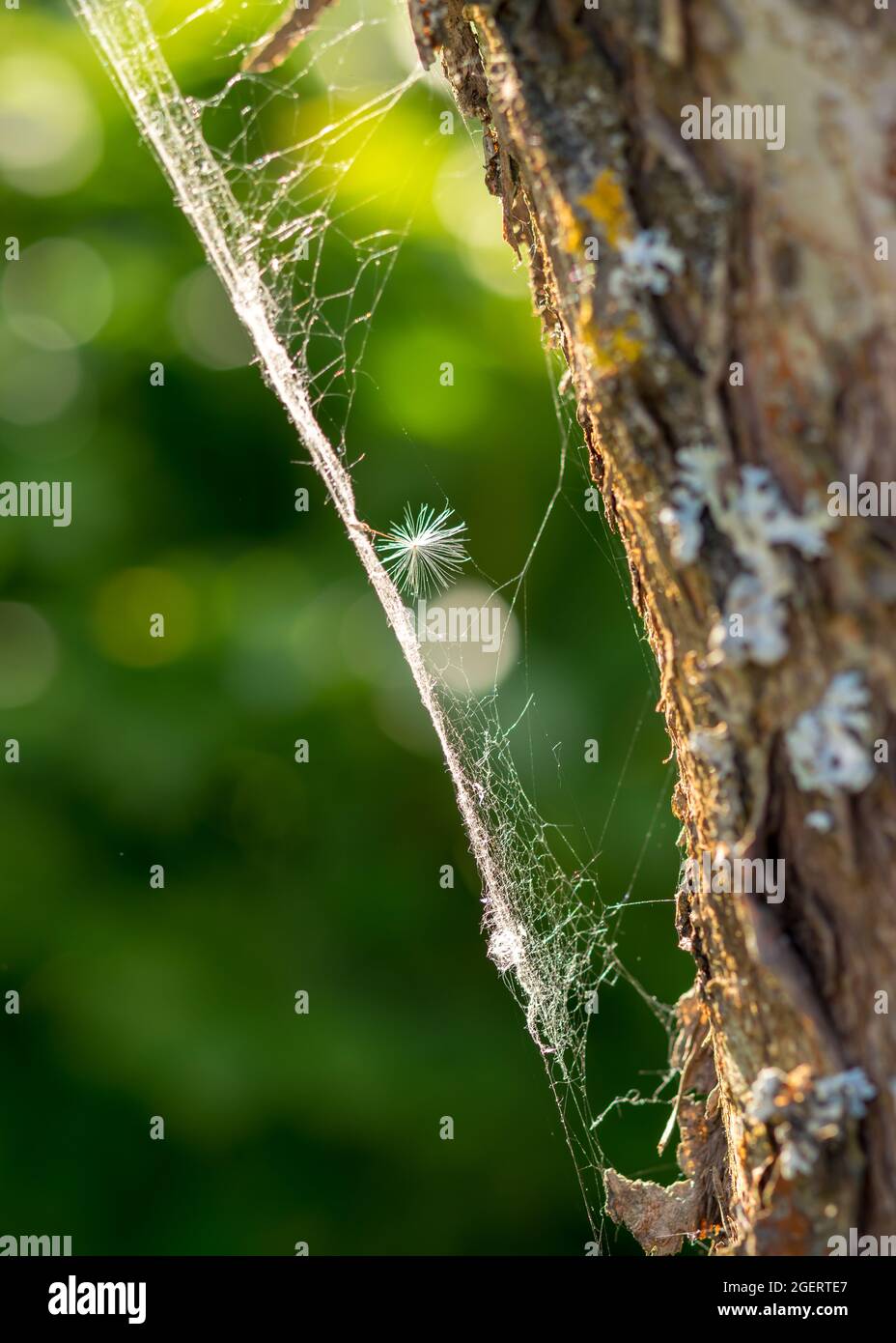 abstract wood fragment and spider web texture, white fluff caught in a ...