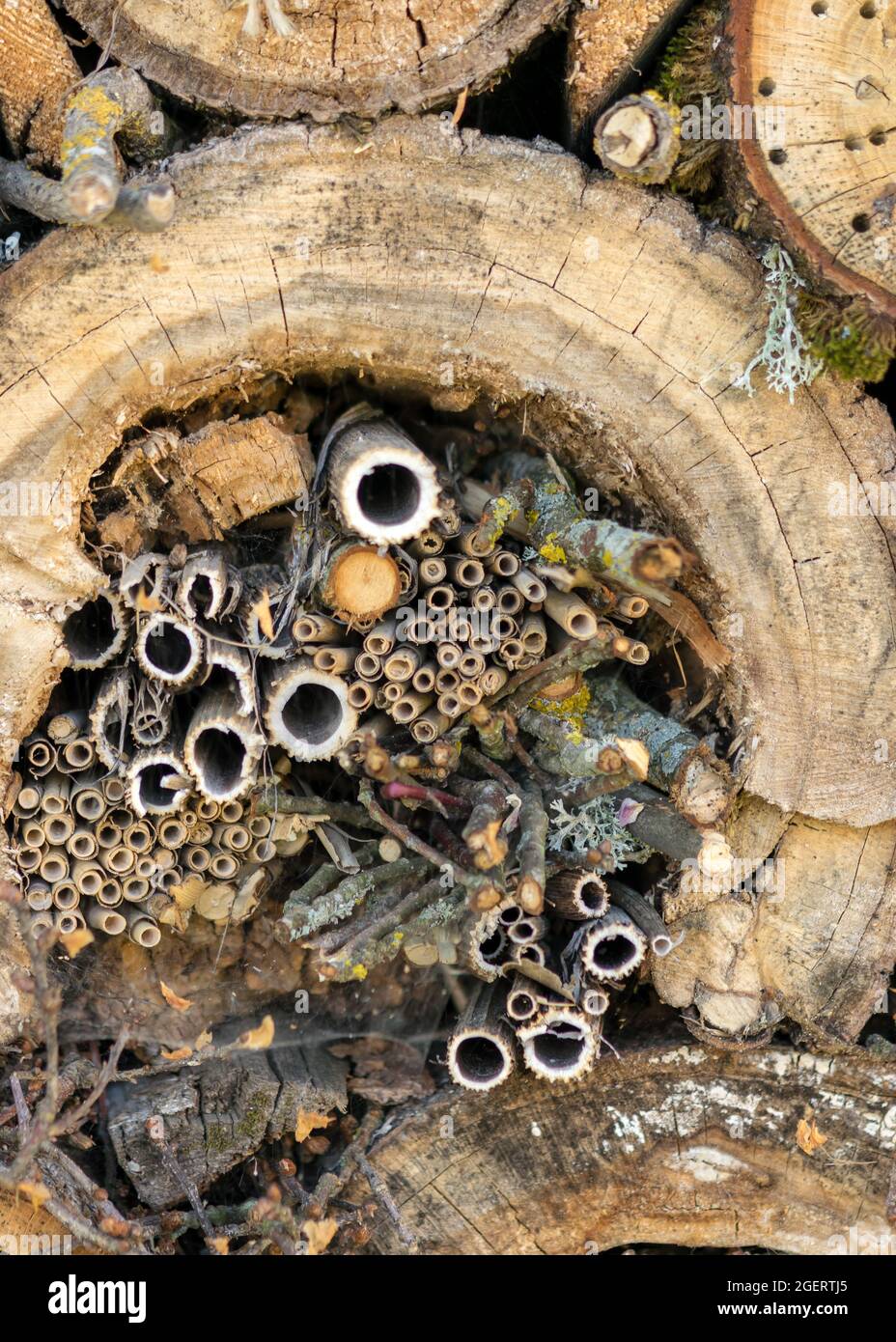 wonderful insect house for different insects of different shapes, sizes ...