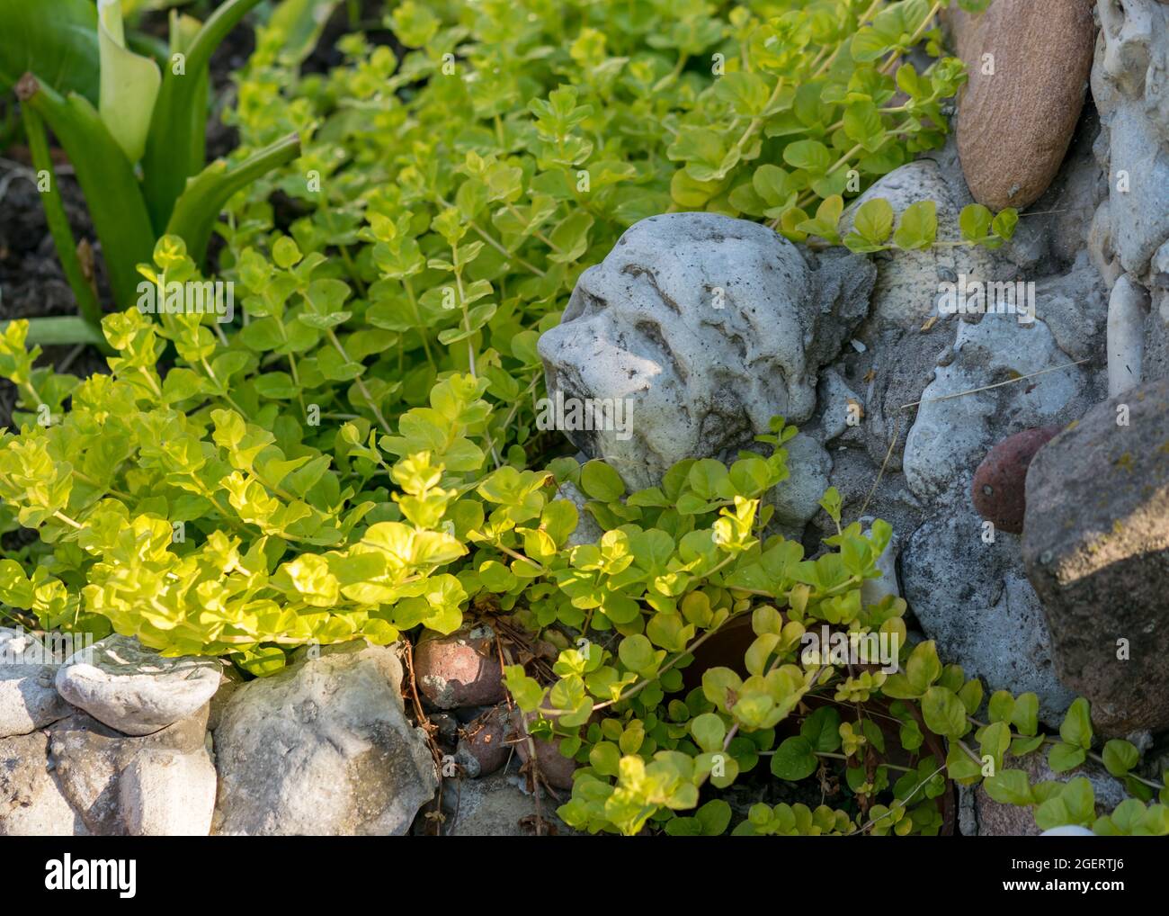 picture with a stone in green herbs, the stone looks like a human face ...