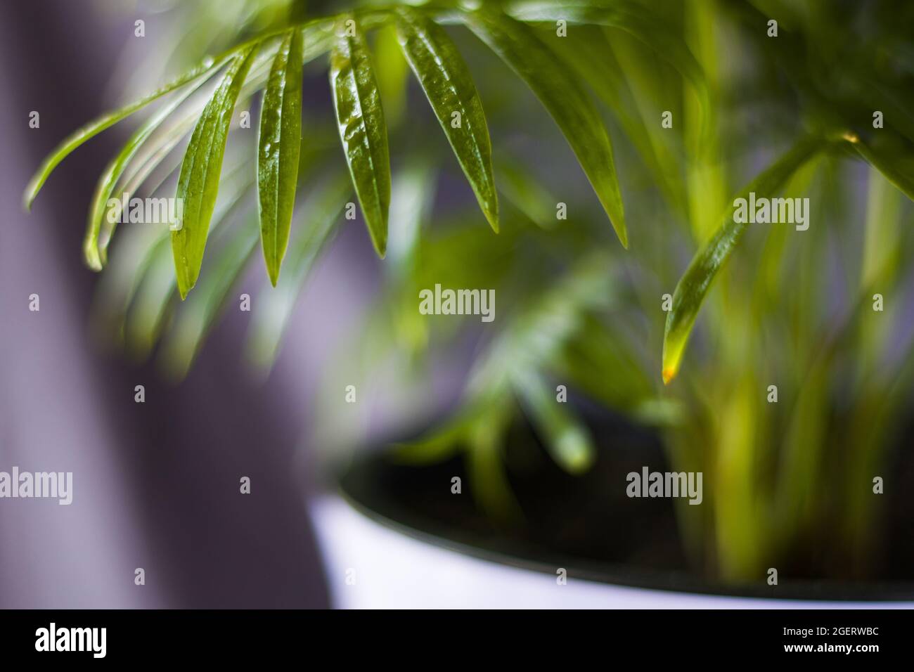 Chrysalidocarpus Lutescens High Resolution Stock Photography and Images ...