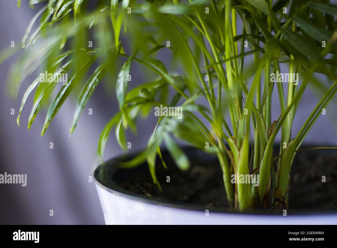 Closeup shot of an indoor palm tree in a vase -Chrysalidocarpus ...