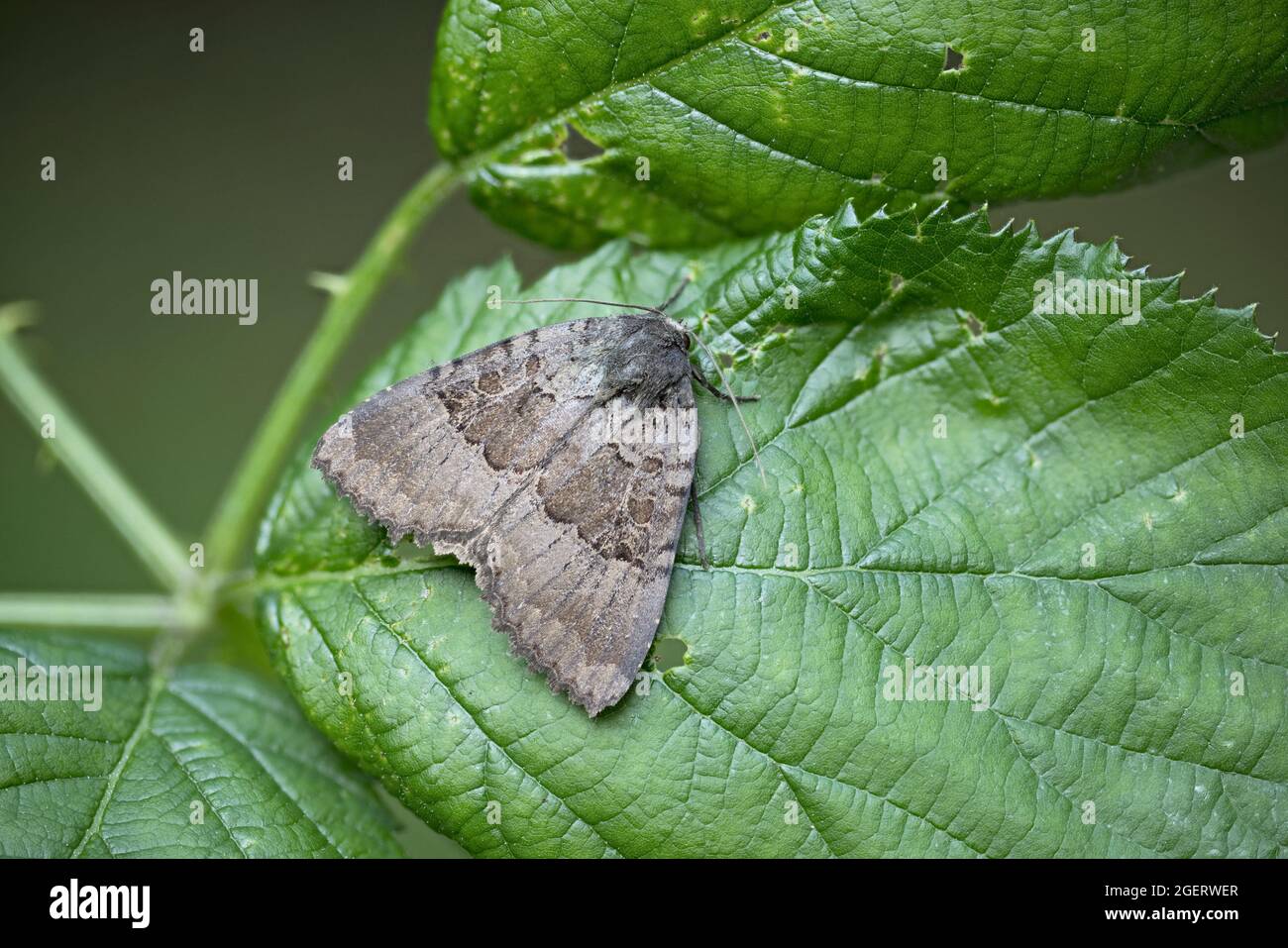 Old Lady (Mormo maura) moth Norfolk UK GB July 2021 Stock Photo - Alamy