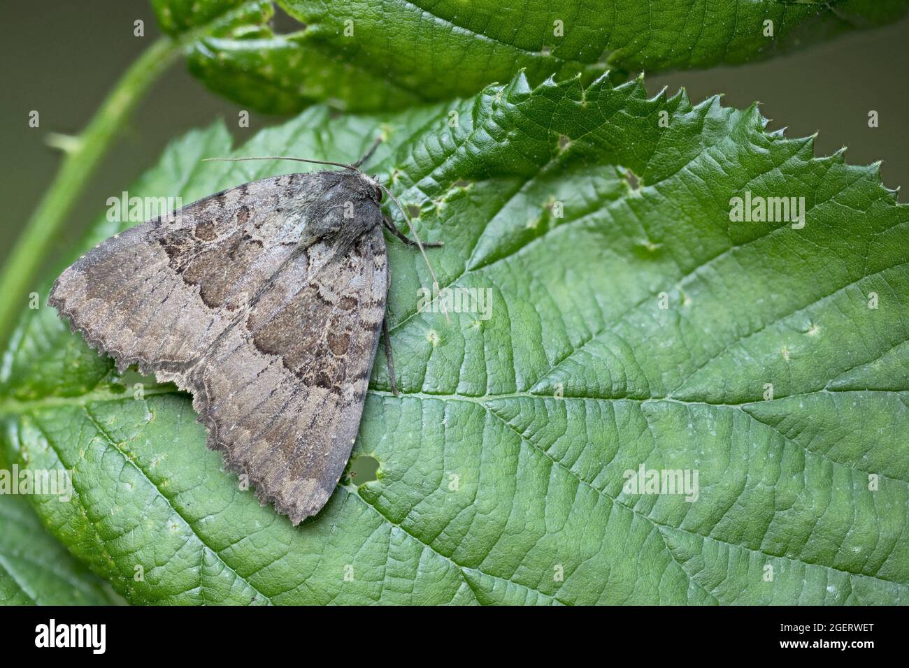 Old lady moth hi-res stock photography and images - Alamy