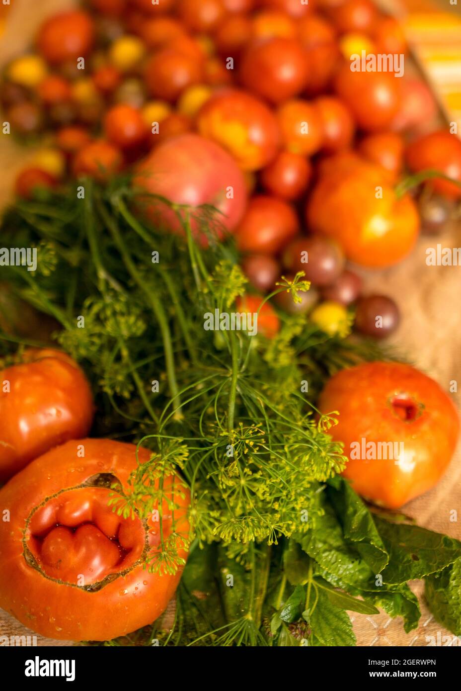 tomatoes of different shapes, colors and sizes, harvest time, summer ...