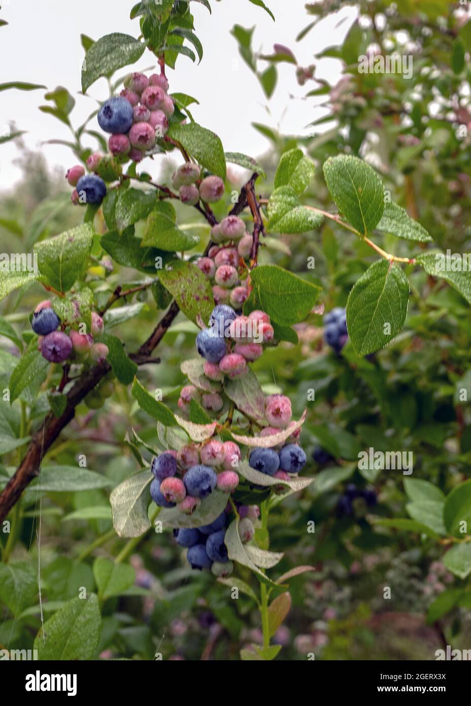 blueberry field, close-up view of juicy blueberry berries, harvest time ...