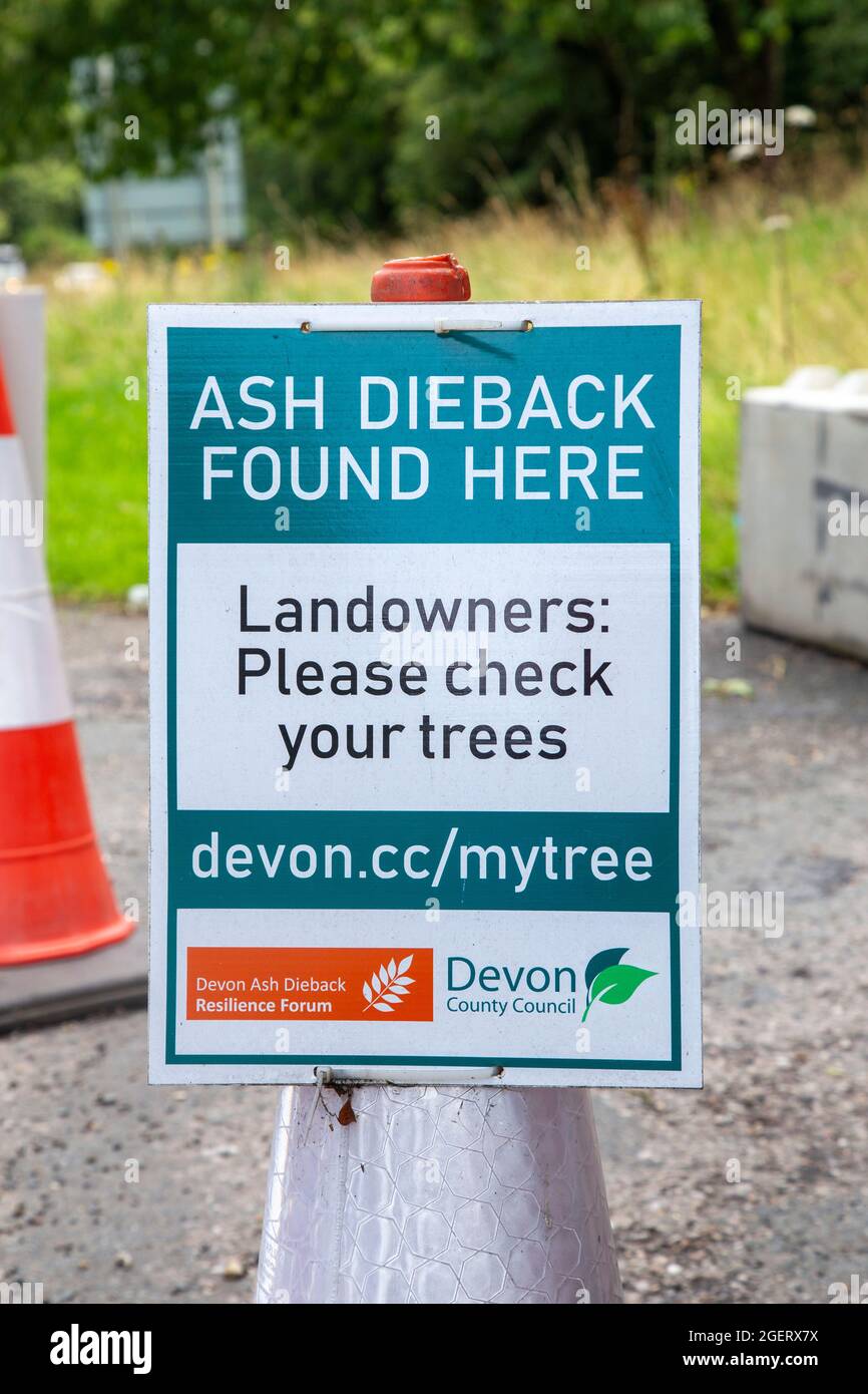 Ash dieback (chalara fraxinea) closes a layby near Sidmouth, Devon ...