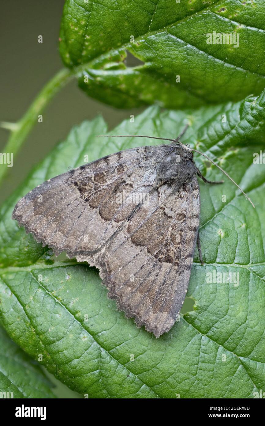 Old lady moth uk hi-res stock photography and images - Alamy