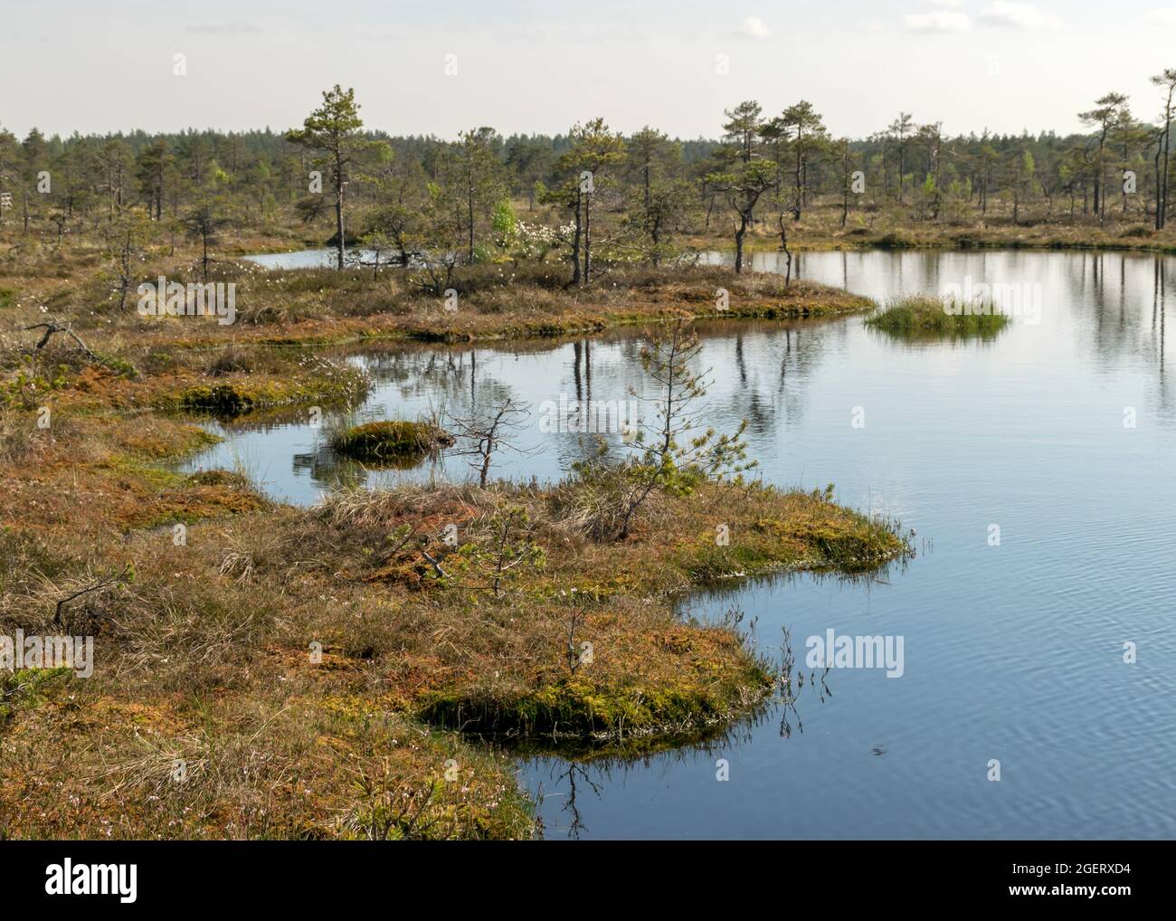 beautiful swamp landscape with blue sky and water, traditional swamp ...