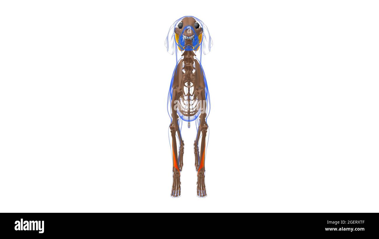 Abductor Digiti Longus muscle Dog muscle Anatomy For Medical Concept 3D ...