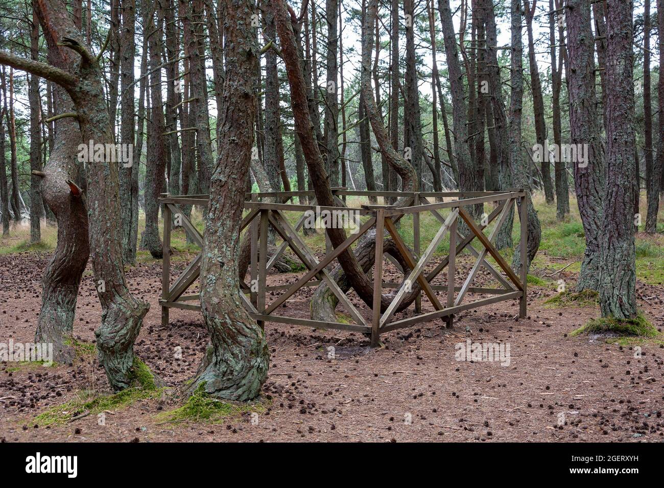 Pine forest with curved trunks called "dancing forest", Curonian spit ...