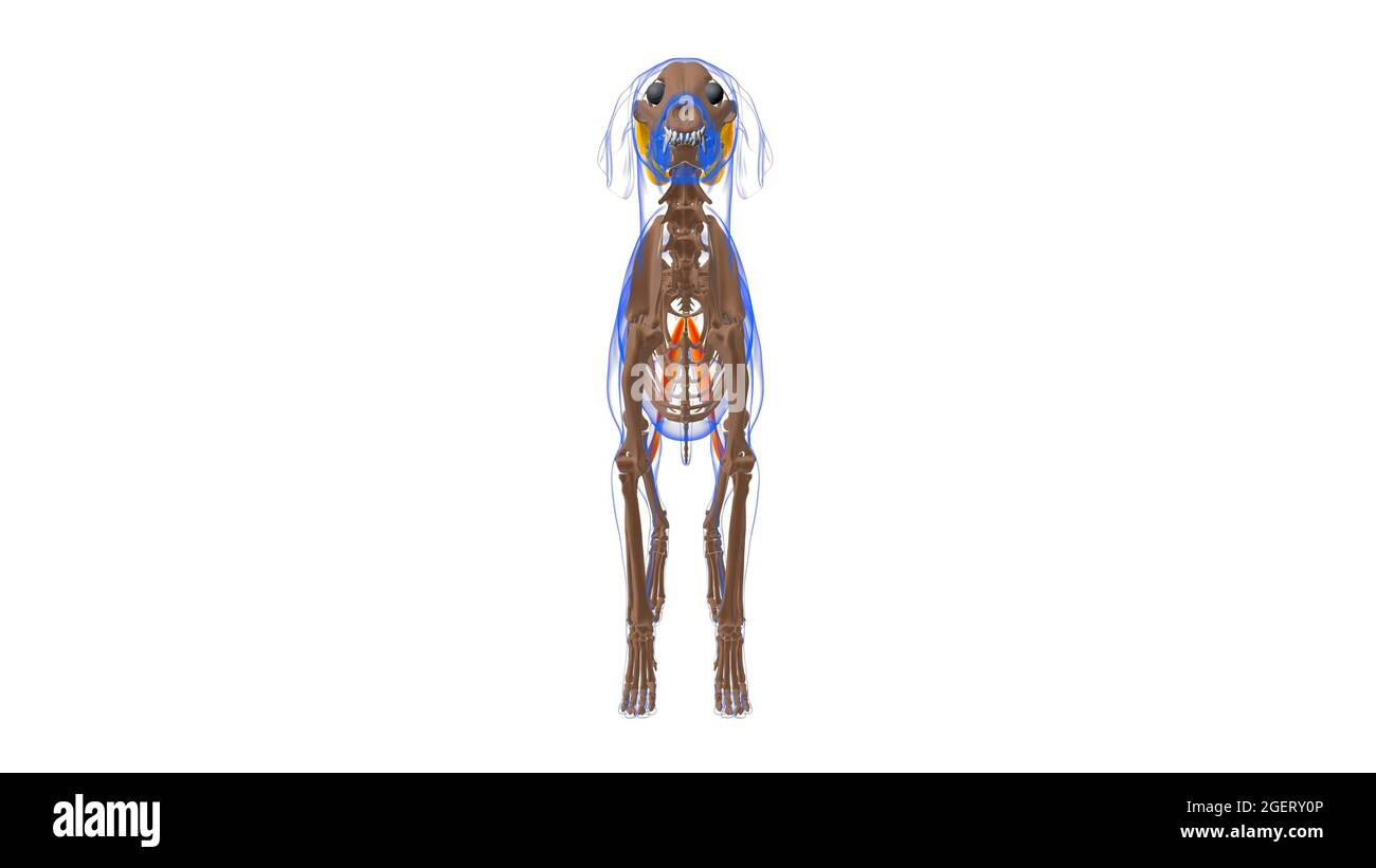 Gracilis muscle Dog muscle Anatomy For Medical Concept 3D Illustration ...