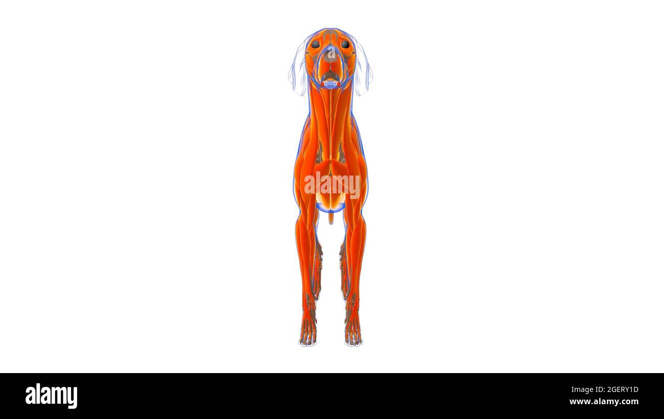 Dog Muscle Dog muscle Anatomy For Medical Concept 3D Illustration Stock ...