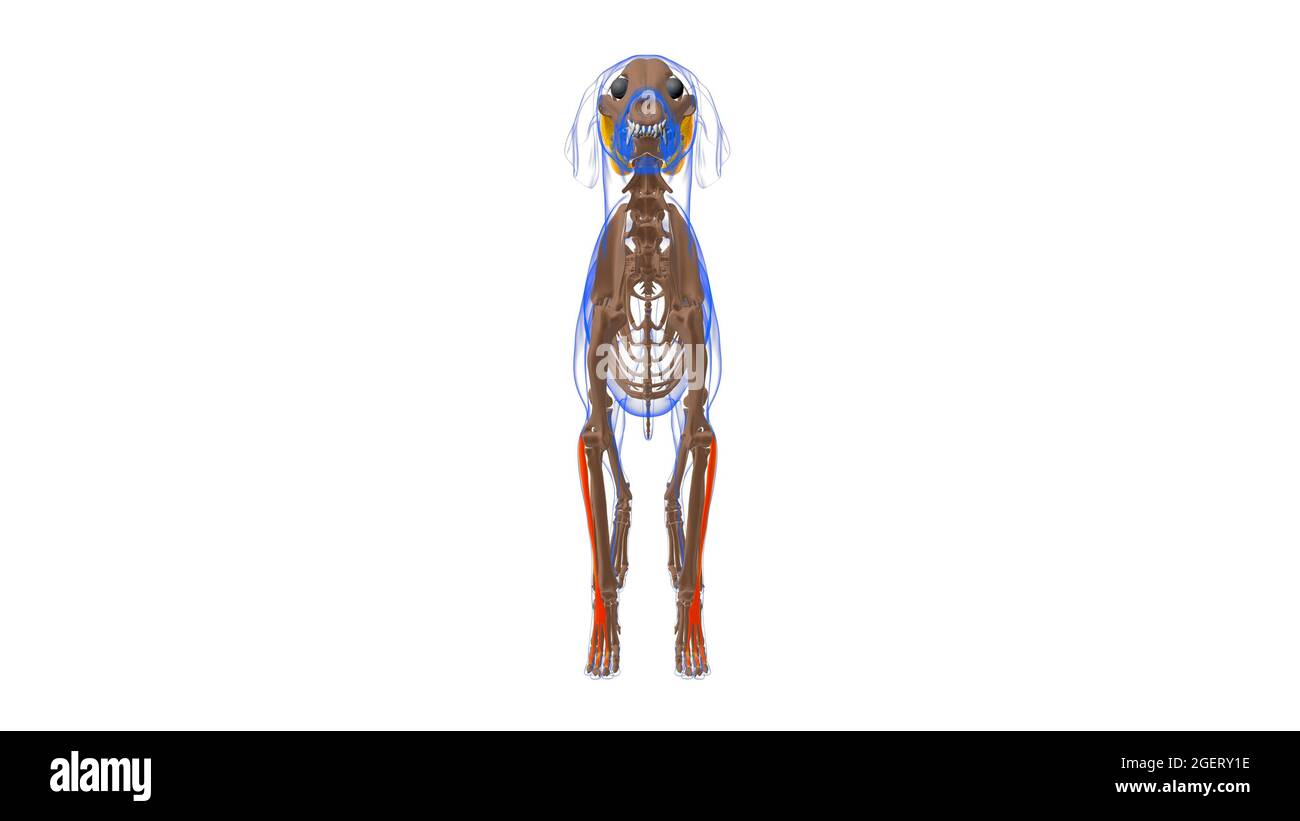 Extensor Digitorum Lateralis A muscle Dog muscle Anatomy For Medical ...