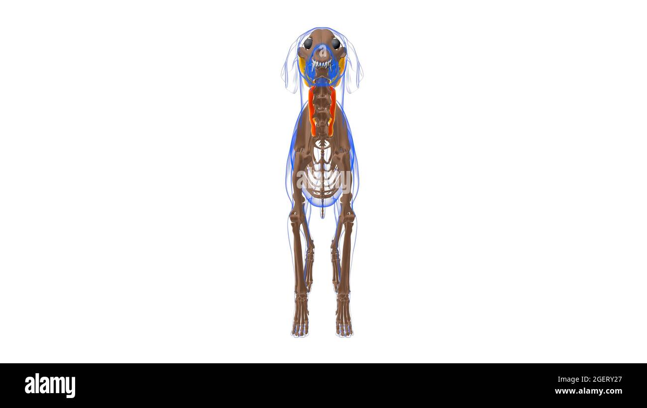Muscle longissimus thoracis hi-res stock photography and images - Alamy
