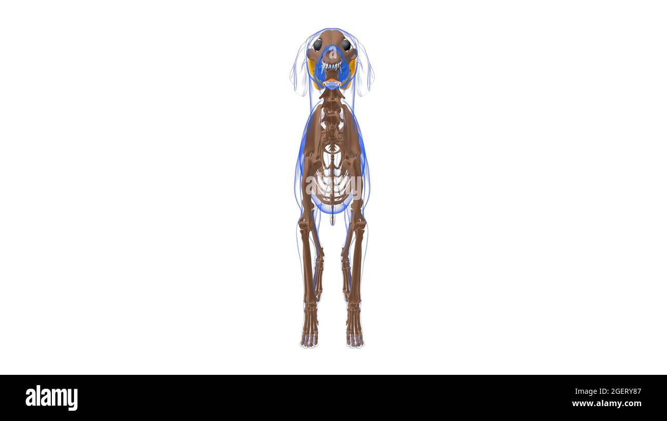 Mylohyoideus muscle Dog muscle Anatomy For Medical Concept 3D ...