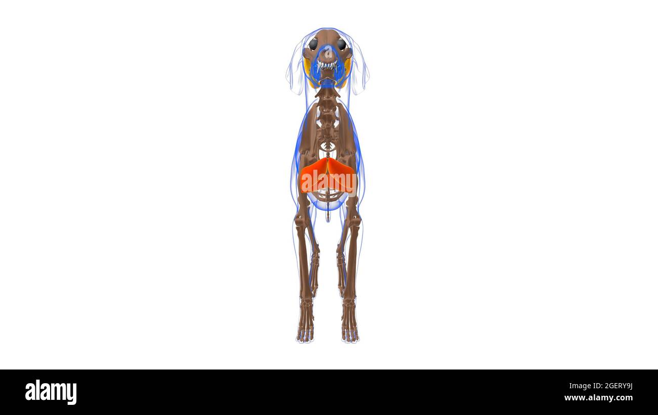 Pectoralis Superficialis muscle Dog muscle Anatomy For Medical Concept ...