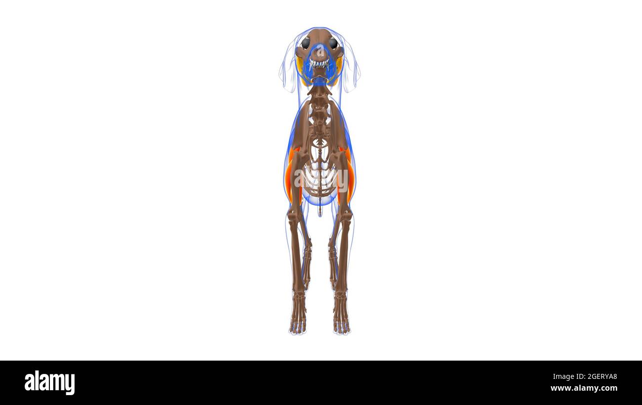Triceps Brachii R muscle Dog muscle Anatomy For Medical Concept 3D ...